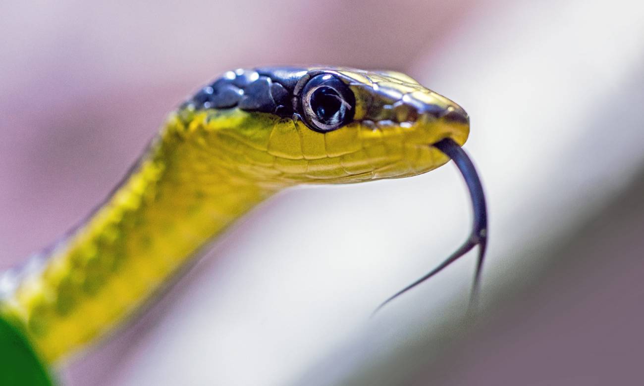 Por que as cobras sempre mostram a língua? – Zona Curiosa