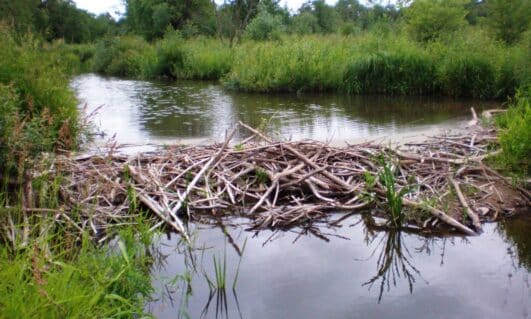 Por que os castores constroem barragens? – Zona Curiosa