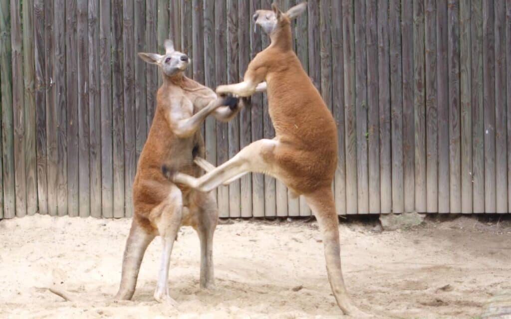 Por que muitos animais têm cauda? – Zona Curiosa