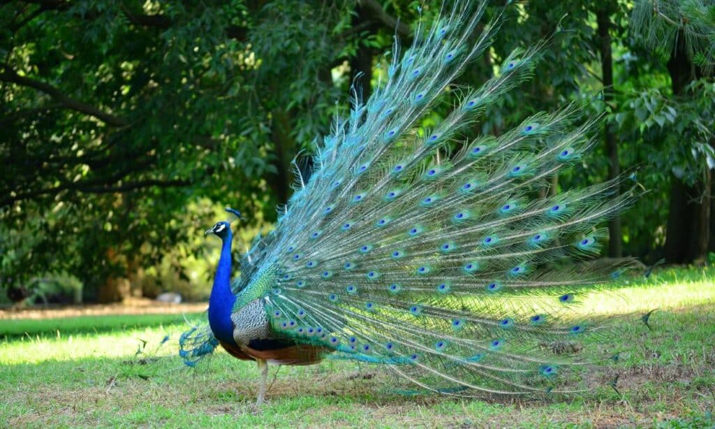 Por que muitos animais têm cauda? – Zona Curiosa