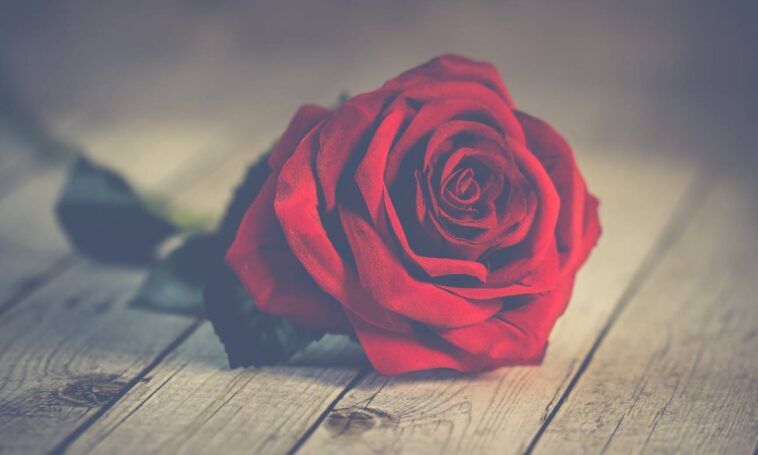 Por que as rosas representam o amor? – Zona Curiosa
