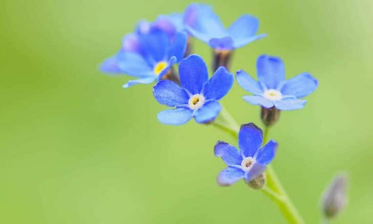 Por que a cor azul é tão rara na natureza? – Zona Curiosa