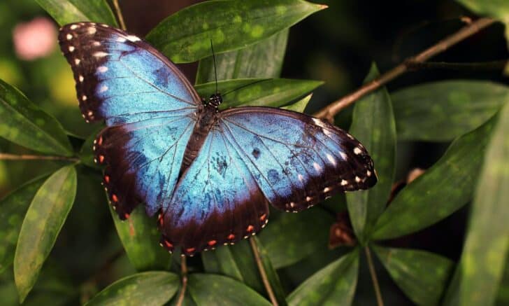 Por que a cor azul é tão rara na natureza? – Zona Curiosa