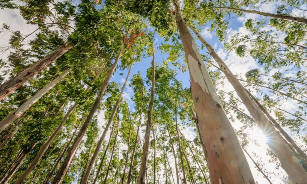 Qual o tempo de cultivo de um eucalipto? – Zona Curiosa