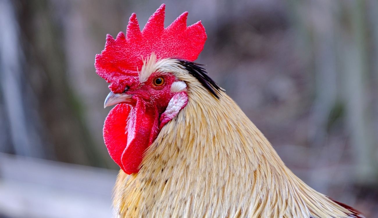 Por que os galos cantam antes do sol nascer? – Zona Curiosa