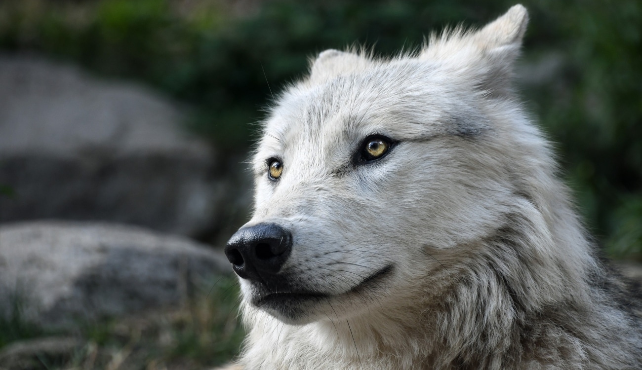 Por que os lobos uivam durante a noite? – Zona Curiosa