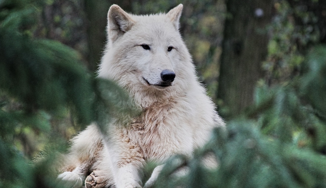 Por que os lobos uivam durante a noite? – Zona Curiosa