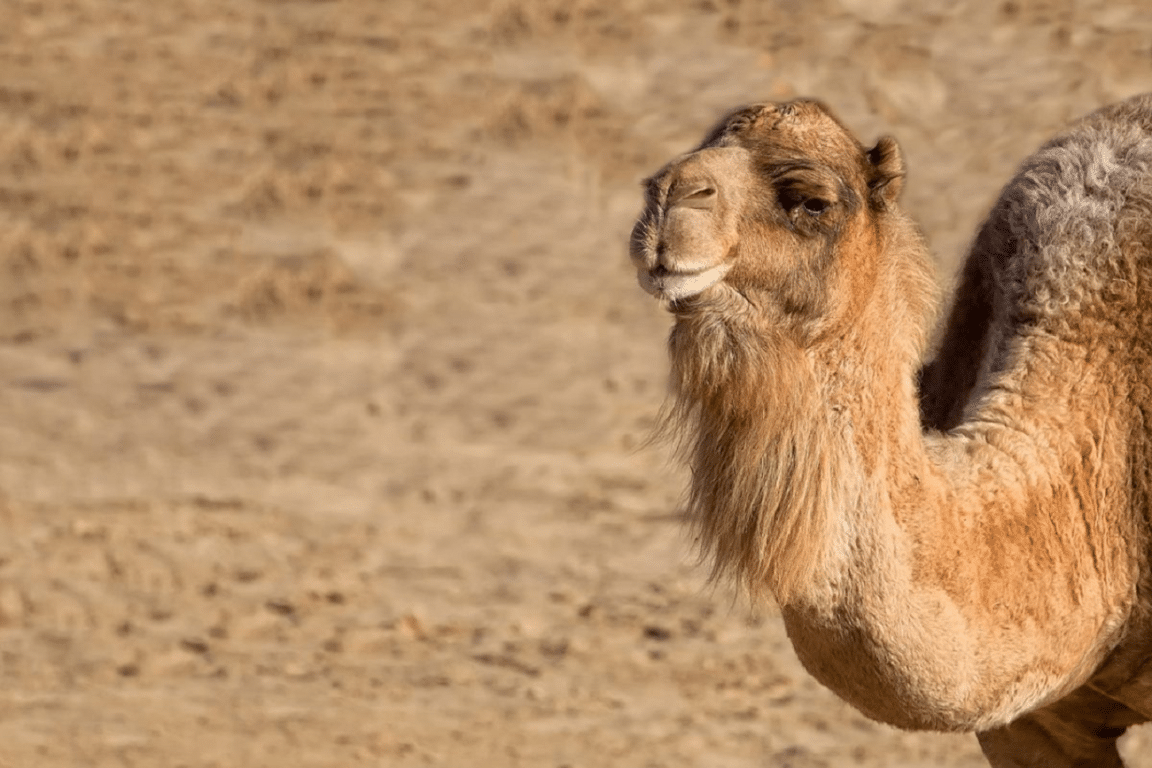 As 8 Melhores Curiosidades Sobre Camelos – Zona Curiosa