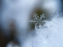Flocos de Neve: O Que São e Como se Formam? – Zona Curiosa