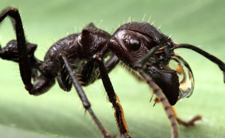 Formiga-Bala: Conheça o Inseto Com a Picada Mais Dolorosa do Mundo ...
