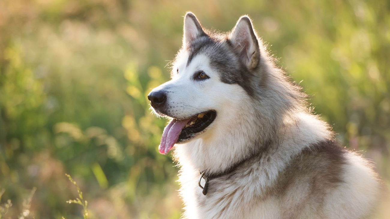 Husky Siberiano: As 8 Melhores Curiosidades Sobre os Cães – Zona Curiosa