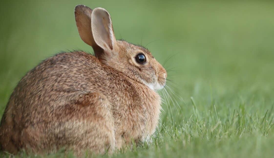 Coelhos: As 5 melhores curiosidades sobre esse animal – Zona Curiosa