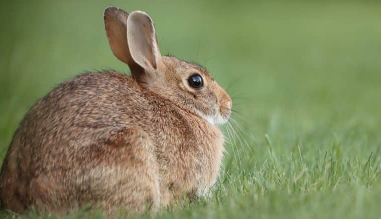Coelhos: As 5 melhores curiosidades sobre esse animal – Zona Curiosa