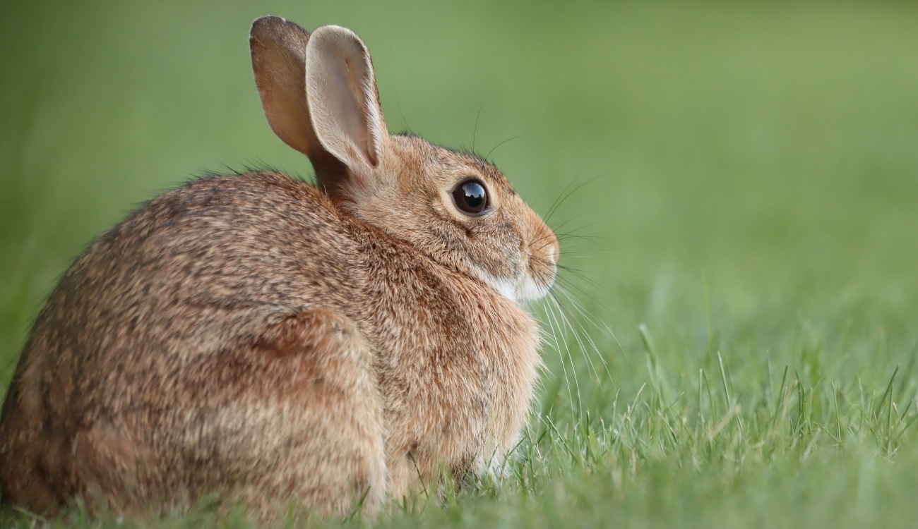 Coelhos: As 5 melhores curiosidades sobre esse animal – Zona Curiosa