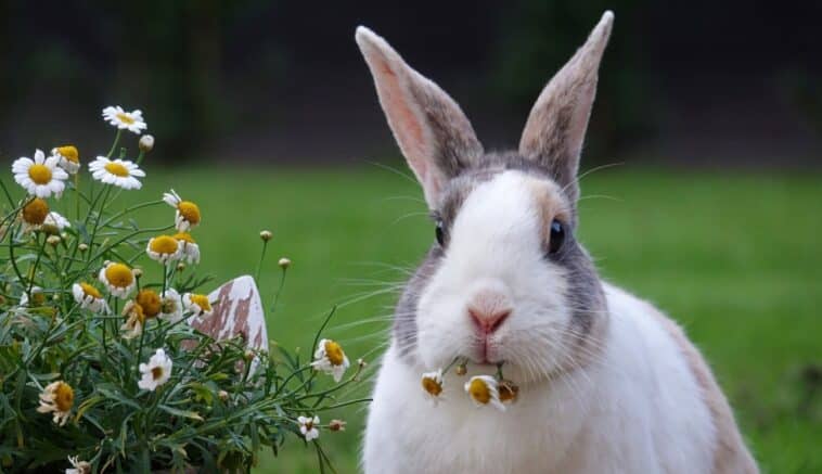 Coelhos: As 5 melhores curiosidades sobre esse animal – Zona Curiosa