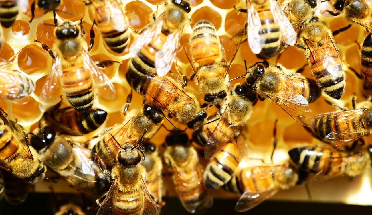 Como é a hierarquia em uma colmeia? – Zona Curiosa