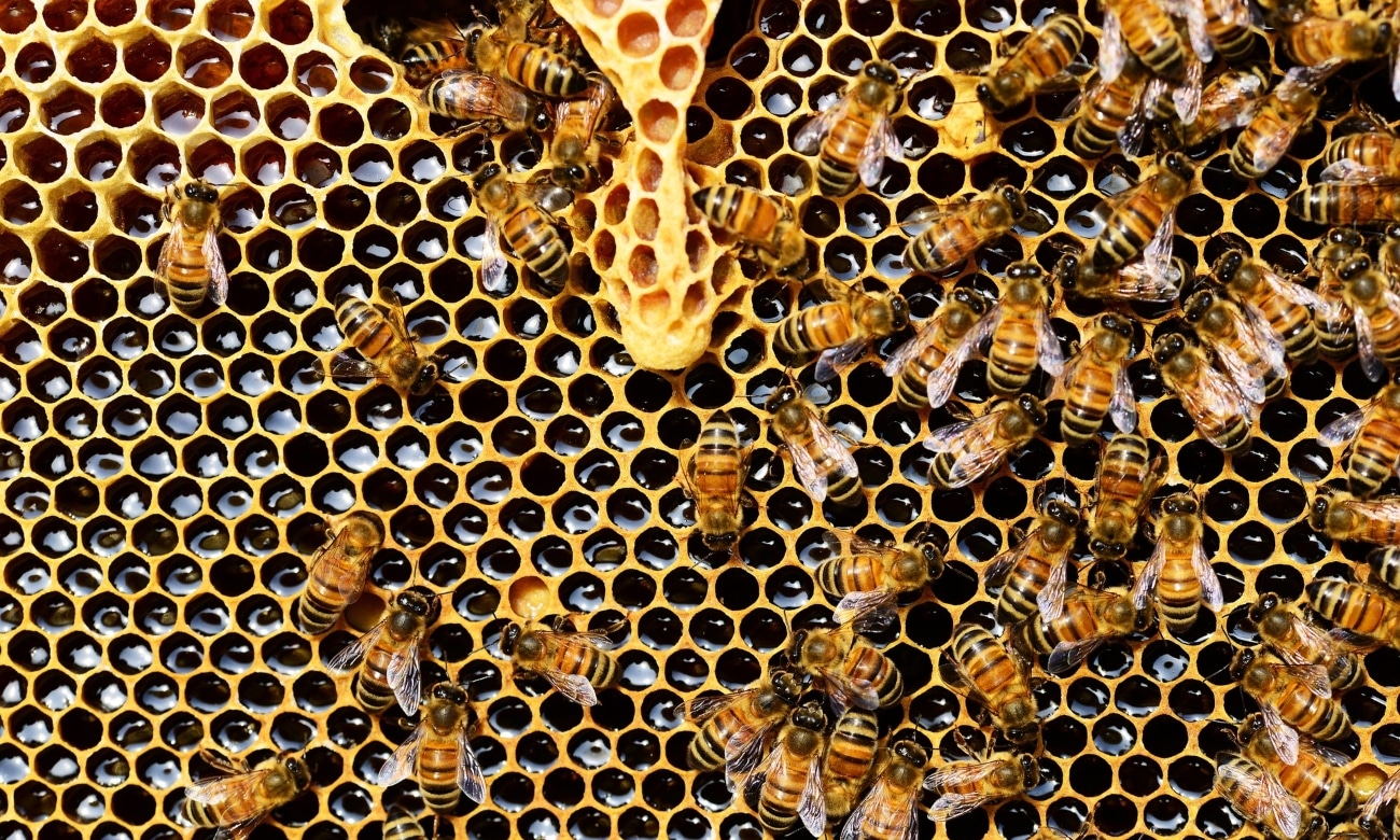 Como é a hierarquia em uma colmeia? – Zona Curiosa