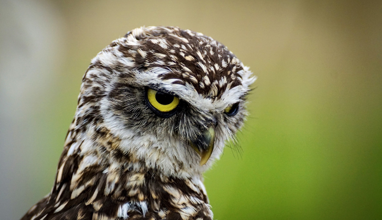 Coruja: 5 curiosidades sobre esse animal – Zona Curiosa