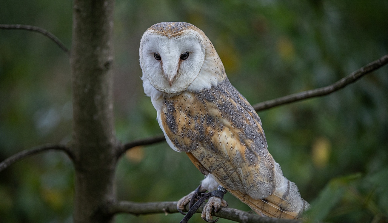 Coruja: 5 curiosidades sobre esse animal – Zona Curiosa