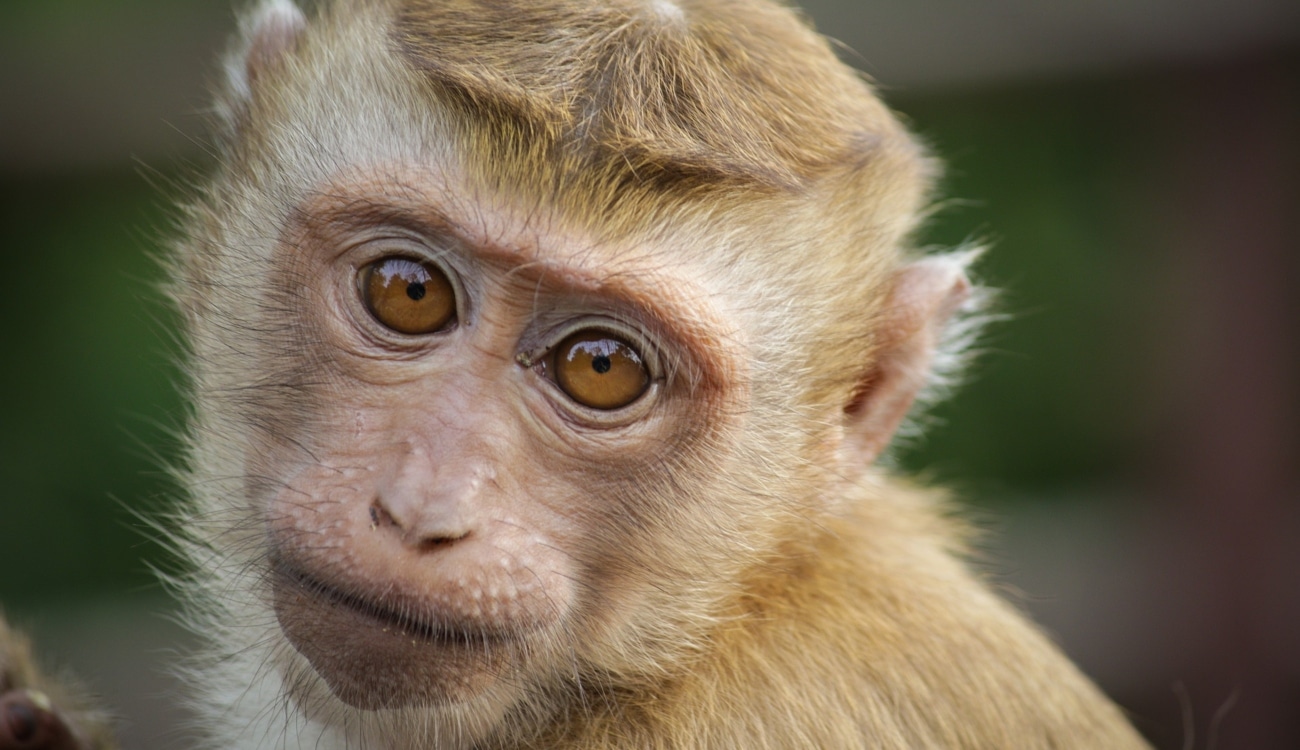 Macacos: As 5 melhores curiosidades sobre esses mamíferos – Zona Curiosa