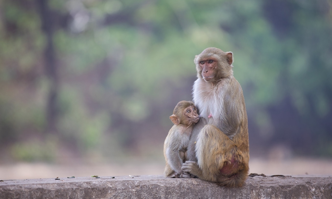 Conheça As Curiosidades Mais Incríveis Sobre O Macaco! – FFPKG