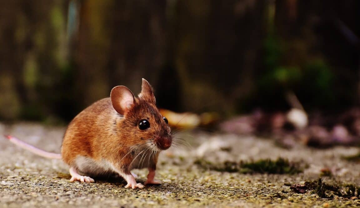 Ratos: As 5 melhores curiosidades sobre esses roedores – Zona Curiosa