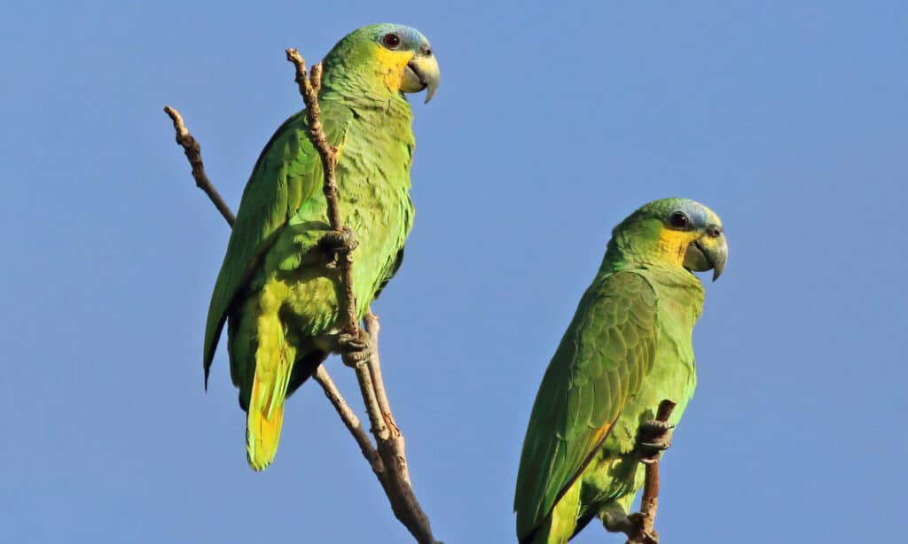 Por que os papagaios falam? – Zona Curiosa