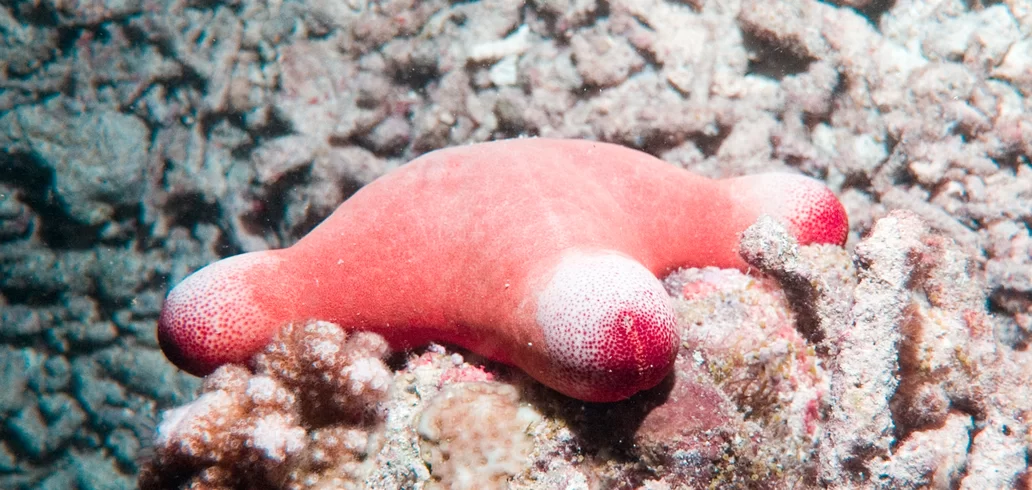 Conheça a estrela-do-mar-granulada e sua aparência, digamos, ‘sugestiva ...